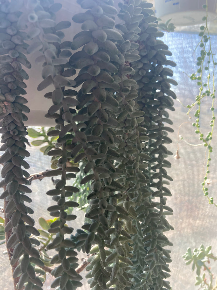 Burrows Tail Plant - Sedum morganianum – Freed Produce Farms, LLC